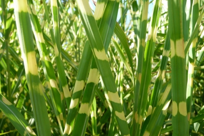 Zebragras | Haushalts- und Gartenlexikon
