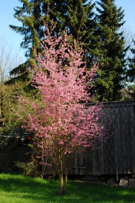 Mandelbäumchen – Haushalts- und Gartenlexikon