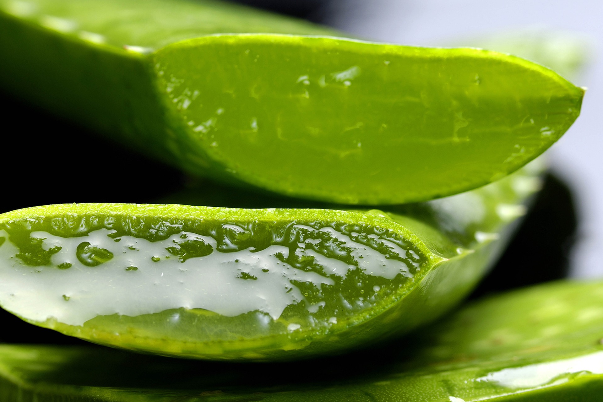 Aloe Vera richtig pflegen, vermehren & Gel gewinnen