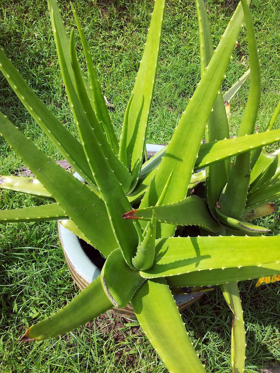 Aloe Vera richtig pflegen, vermehren & Gel gewinnen
