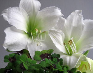 Amaryllis – Ritterstern – Haushalts- und Gartenlexikon